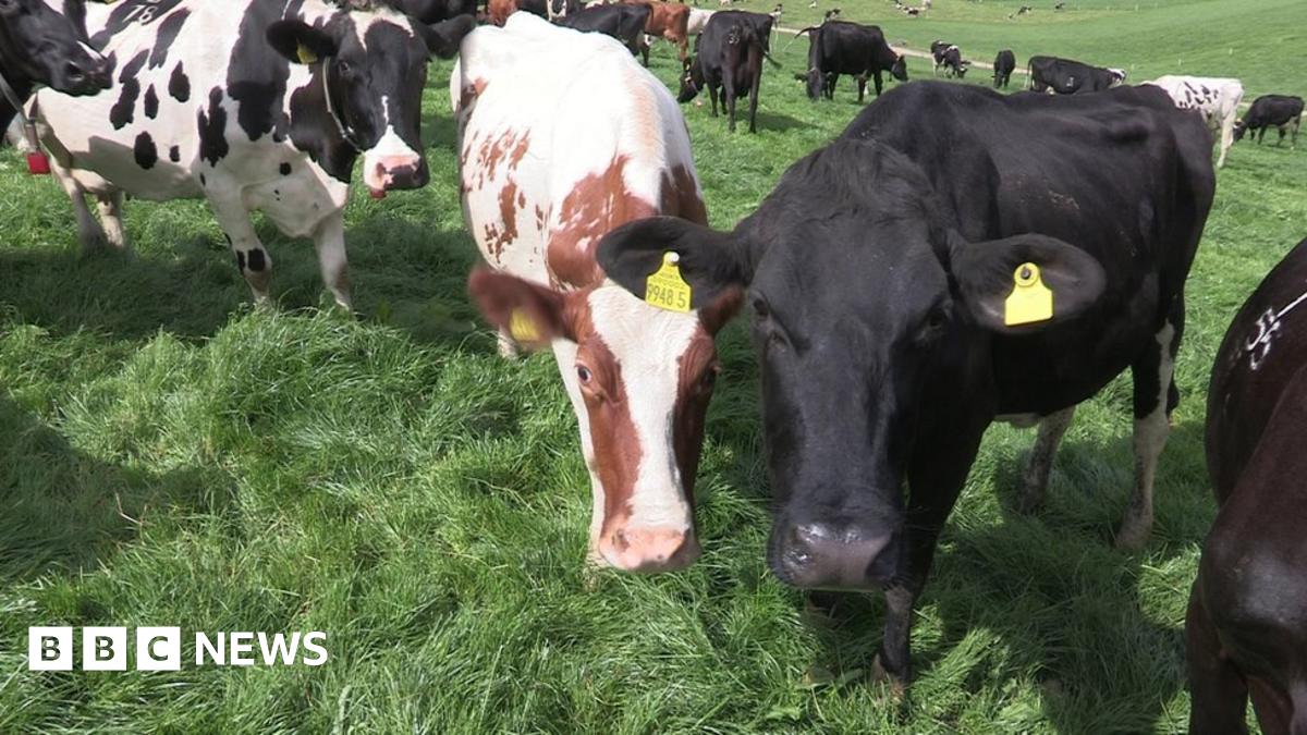 Brexit's hard Irish border questions - BBC News