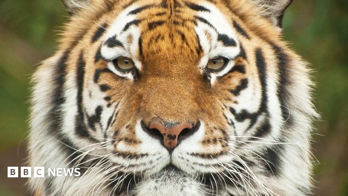 Deaths of two tigers mourned by Essex and Norfolk zoos - BBC News