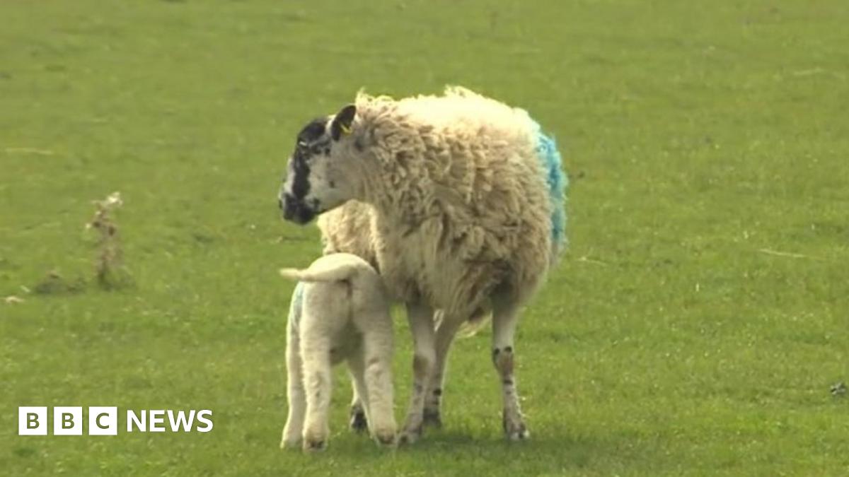 Sheep butchered in fields by 'professional gangs' - BBC News
