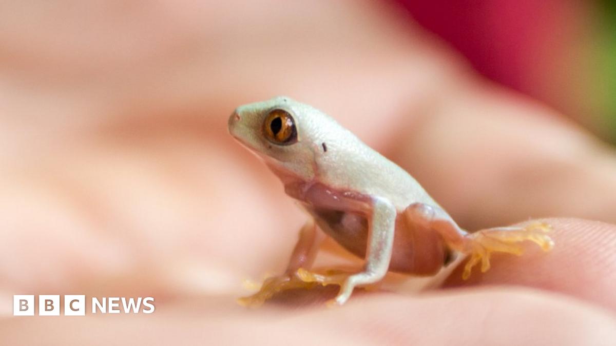 Reverse nature's decline or there is no future - UN - BBC News