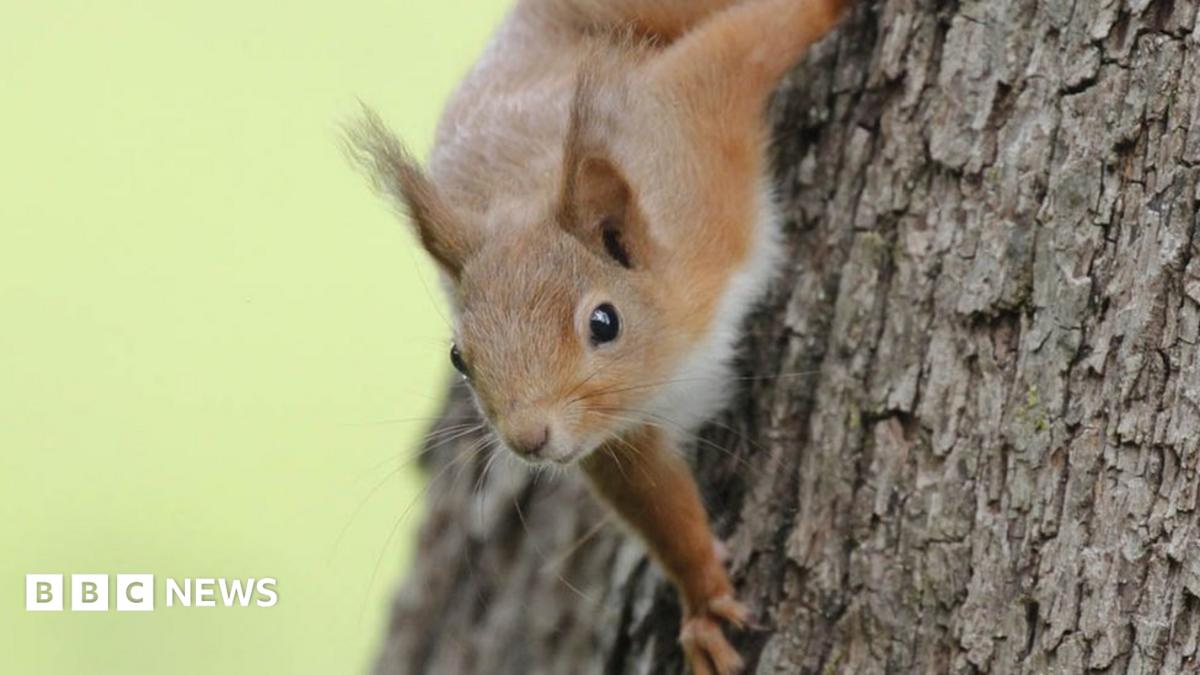 Red squirrel numbers boosted by predator - BBC News