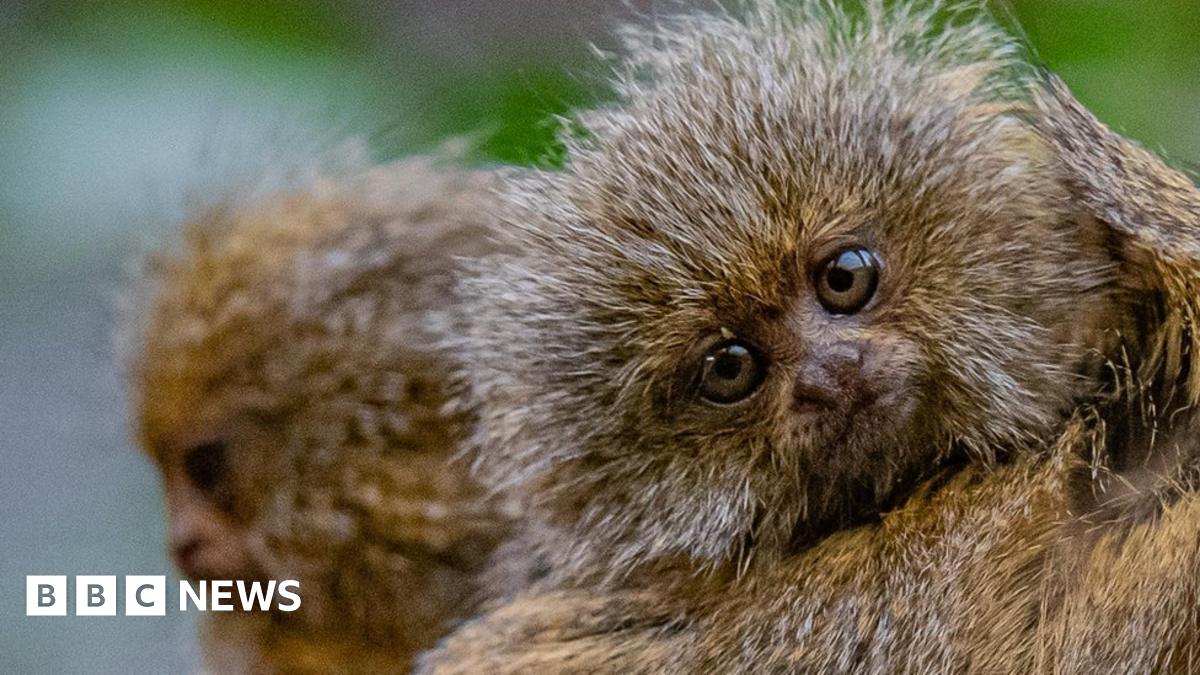 Chester Zoo welcomes 'ping pong ball-sized' twin monkeys - BBC News