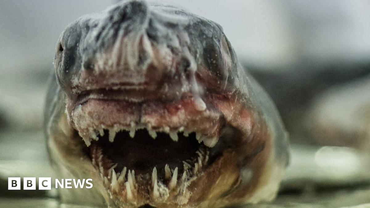 Fishrot: The corruption scandal entwining Namibia and Iceland - BBC News