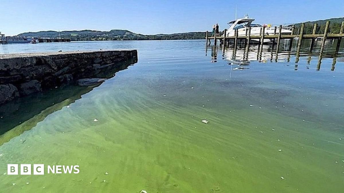Windermere algal blooms prompt warning to stay out of water - BBC News