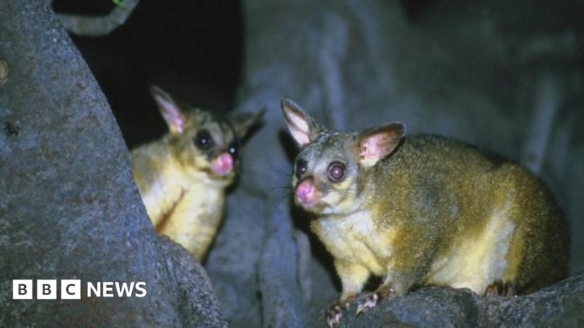 NZ's war on stoats, rats and possums - BBC News