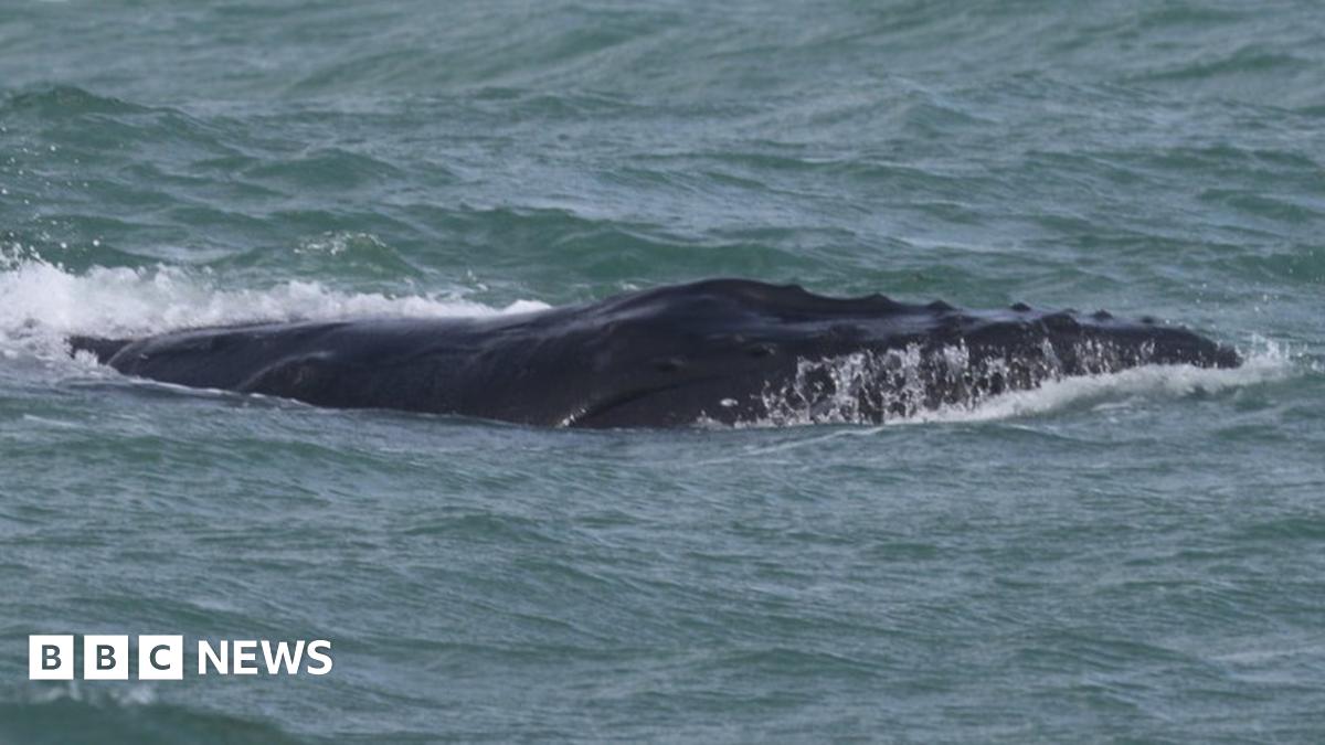 Entangled humpback whale rescued from fishing ropes - BBC News