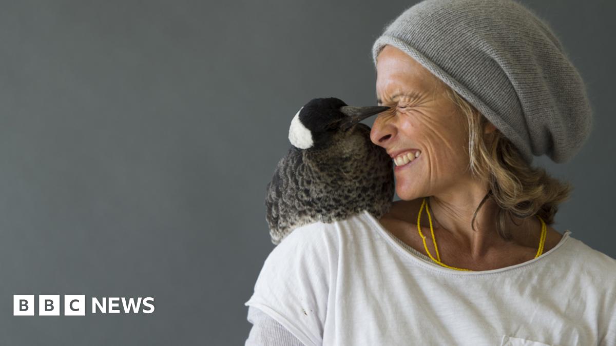 The magpie that saved a family - BBC News