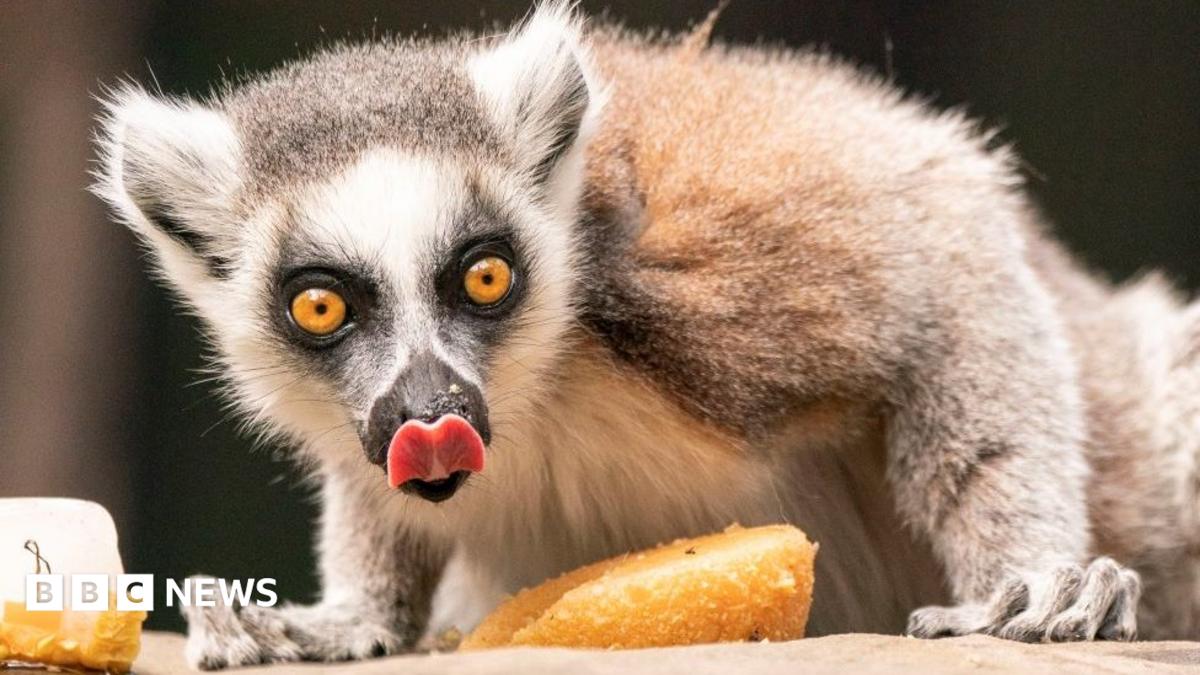 Anglia Ruskin University study reveals secrets of lemur larynx - BBC News