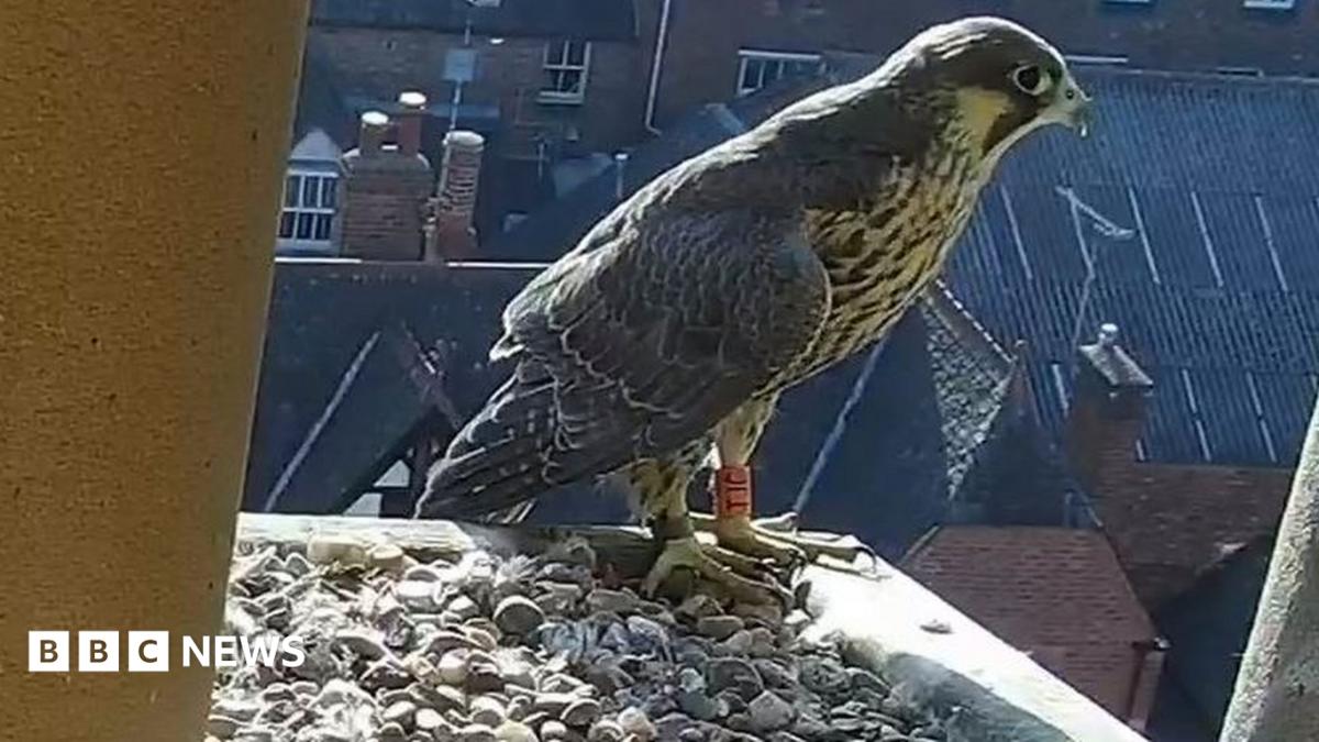 Second Leicester Cathedral peregrine falcon found dead - BBC News