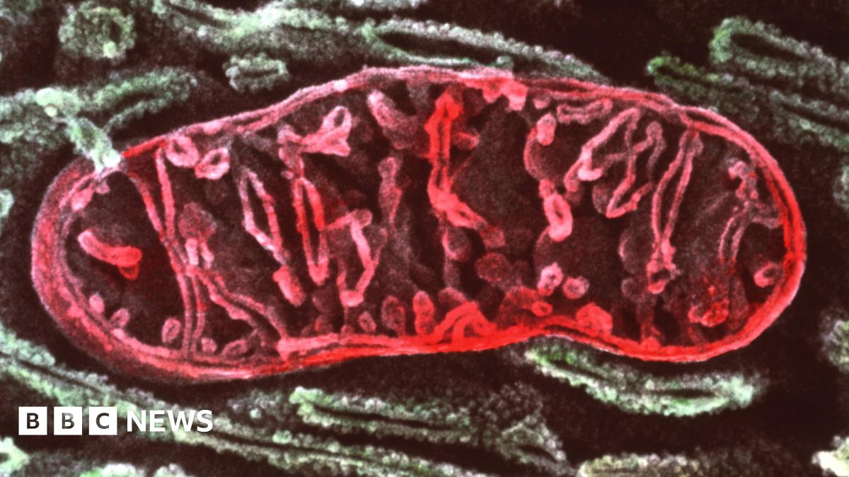 Mitochondrial disease study raises hope of treatment - BBC News