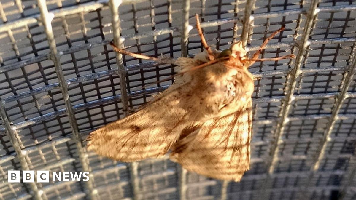 Bats perform 'vital pest control' on crops - BBC News