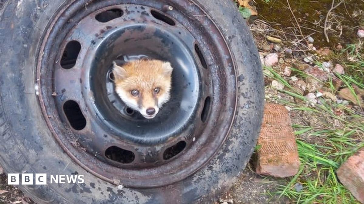 Trapped fox cut free from tyre cubby hole in Selly Oak - BBC News