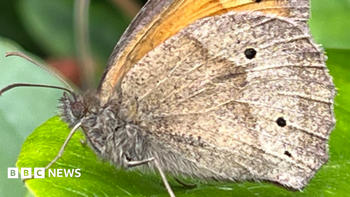 Butterflies could lose spots as climate warms - Exeter University ...