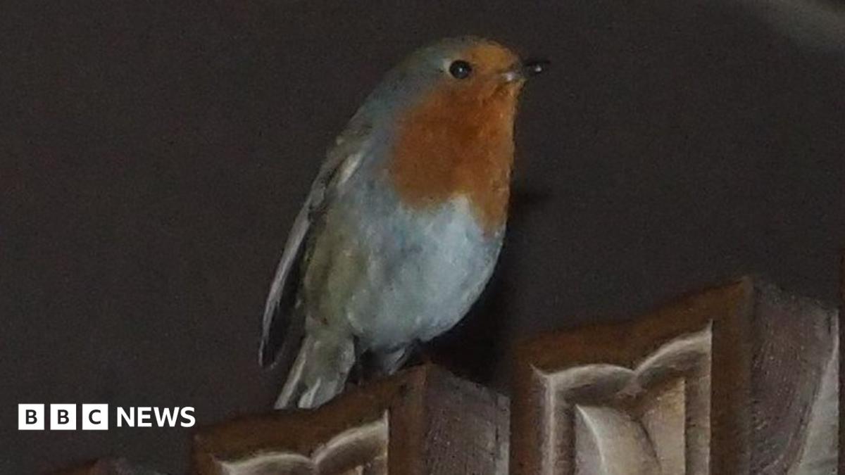 Robin nests in Liverpool Cathedral Christmas tree - BBC News