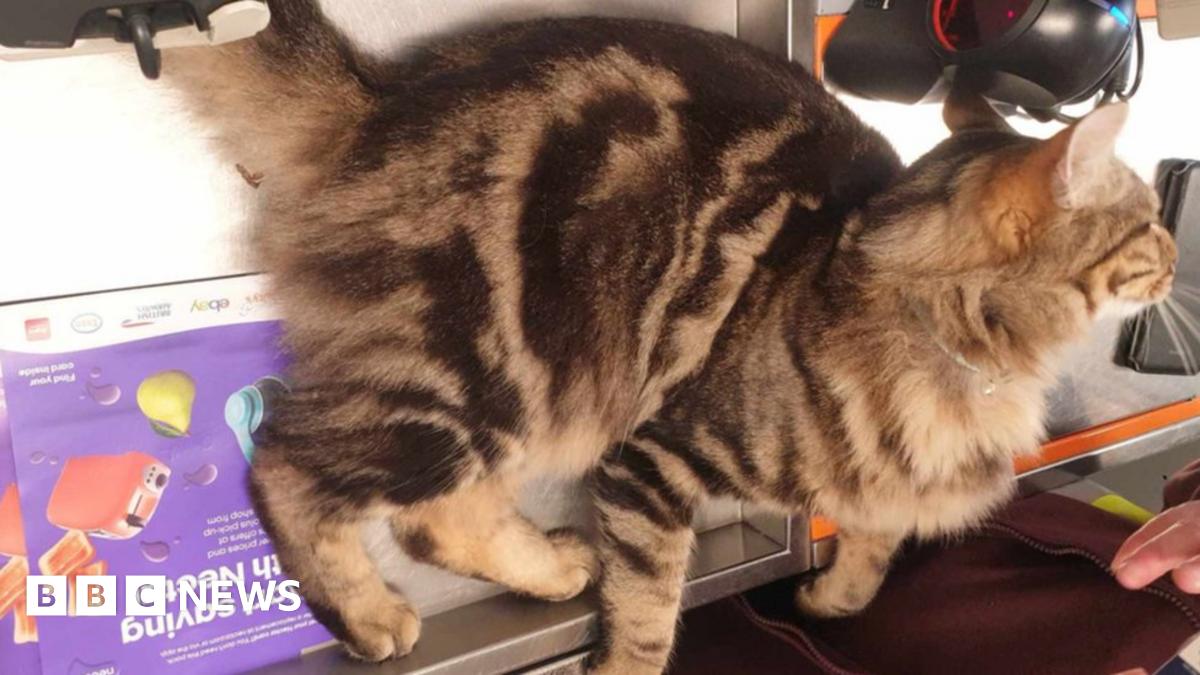 Didcot shops cat becomes a social media star - BBC News
