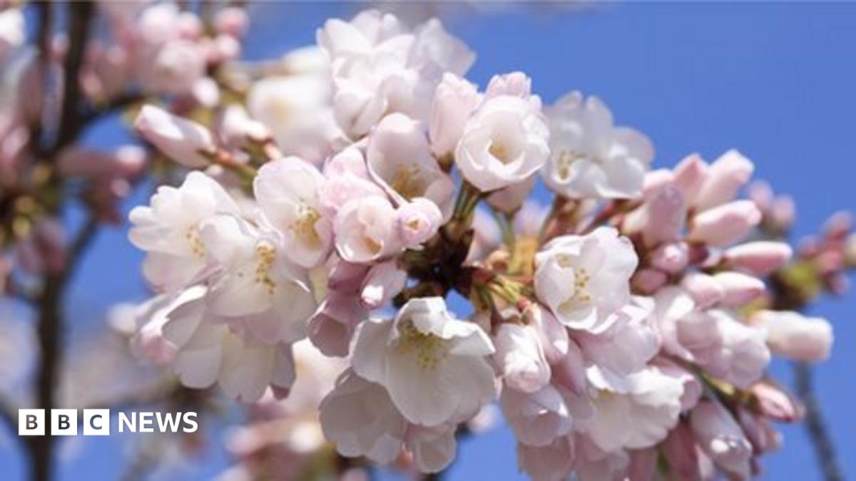 In Pictures: 100 years of Washington cherry blossom - BBC News