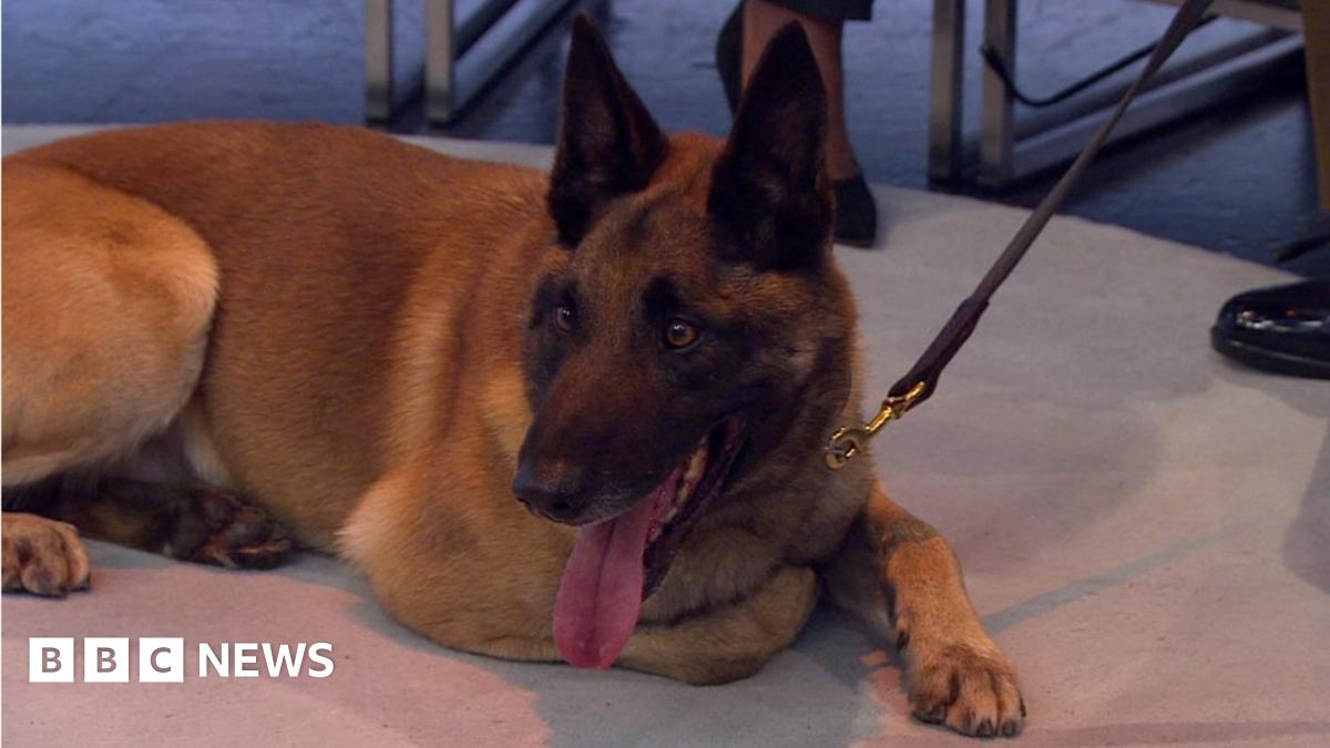 Dog Mali awarded medal for Afghanistan bravery - BBC News