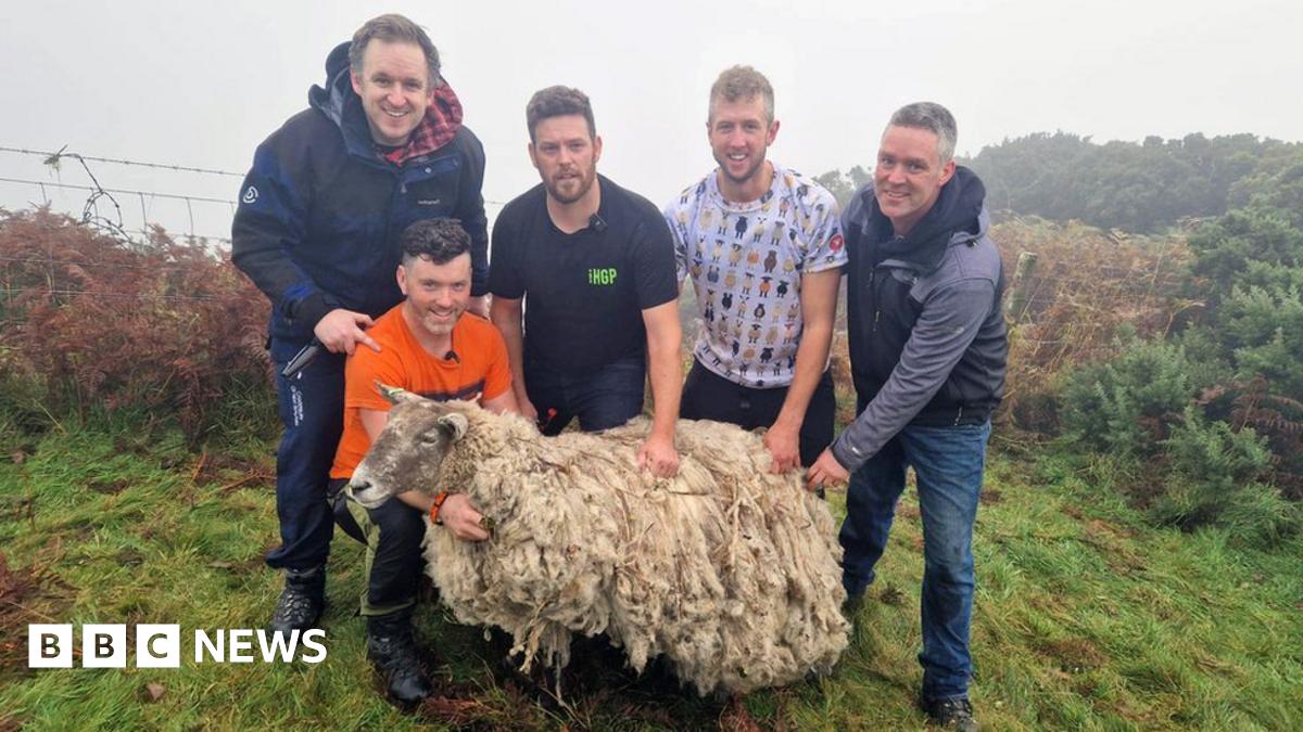 Resc-ewed: Britain's loneliest sheep saved from shoreline - BBC News