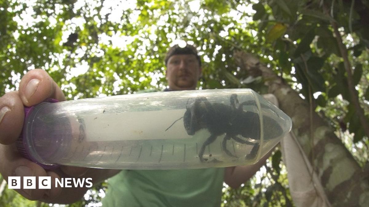 World's biggest bee found alive - BBC News