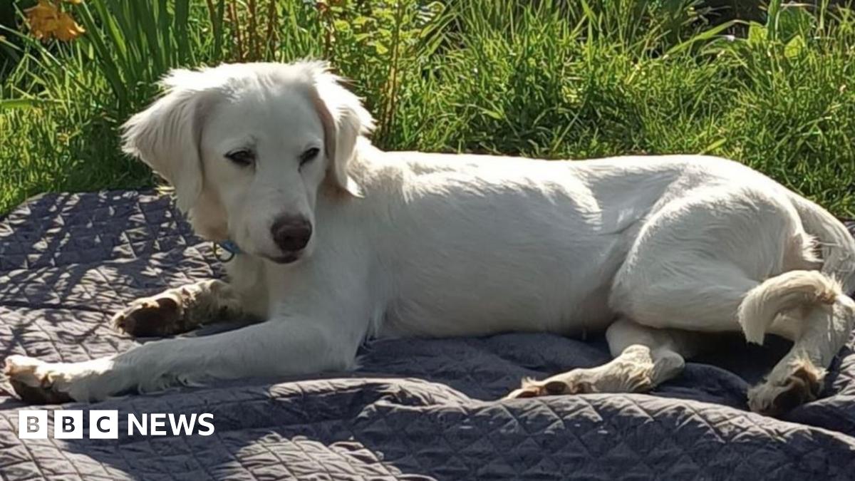 Missing dog rescued after rush-hour motorway mayhem - BBC News