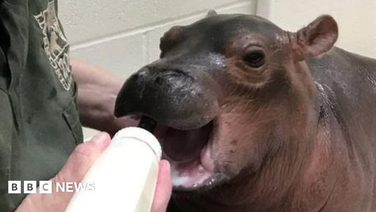 Hospital saves dehydrated baby hippo at Cincinnati Zoo - BBC News