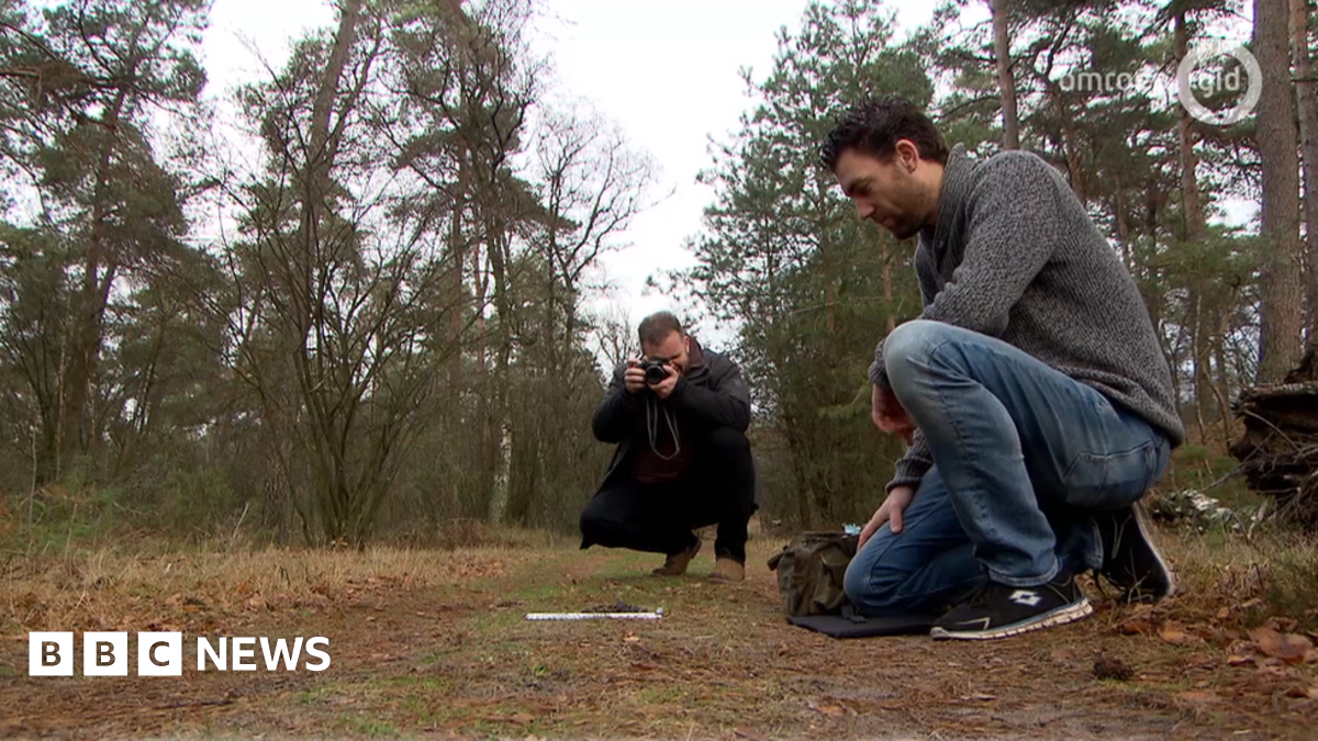 Wolves move into Dutch national park - BBC News