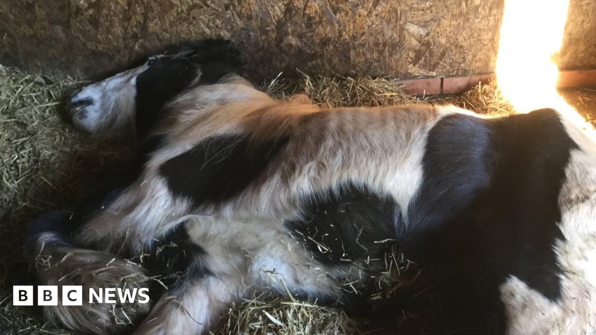 Nottinghamshire dumped horses 'linked to same stable' - BBC News