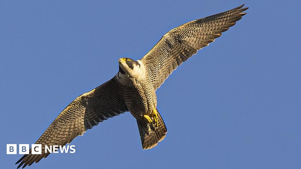Norwich Cathedral welcomes new falcon after recent loss - BBC News