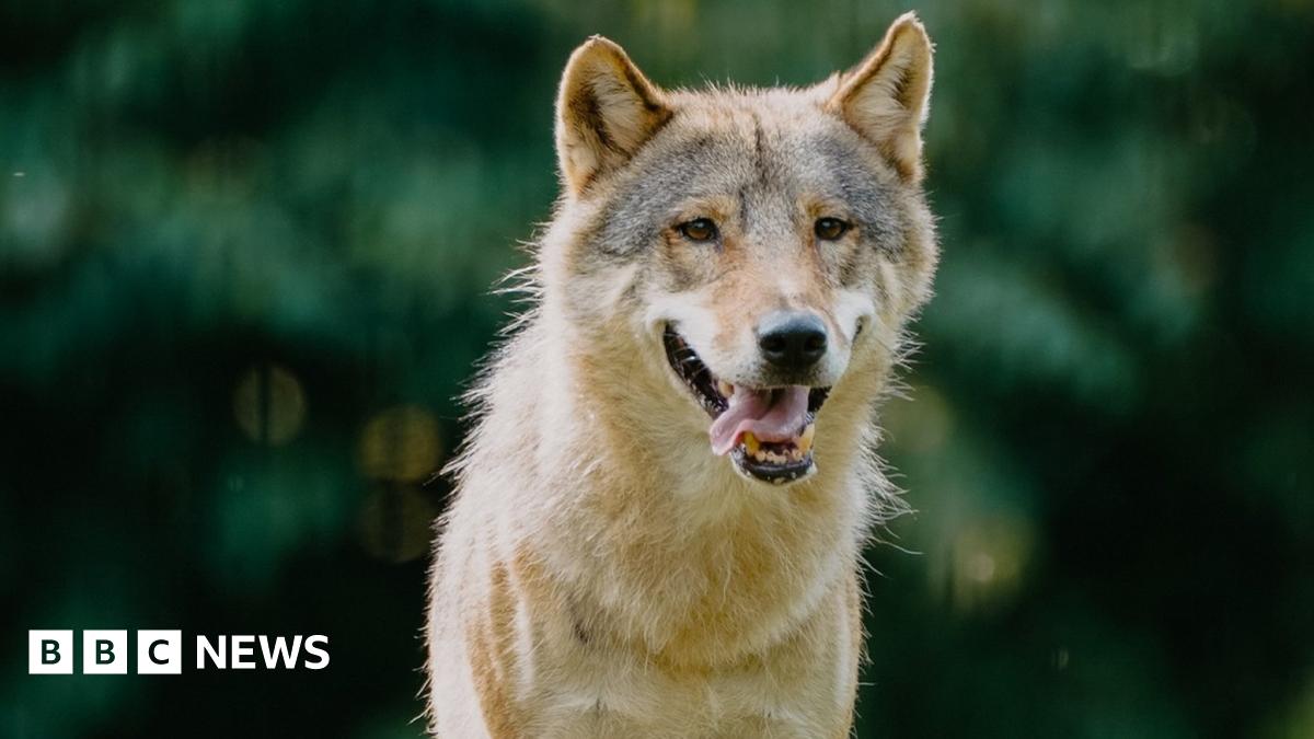 Longleat hopes for 'wolf dynasty' as male arrives - BBC News