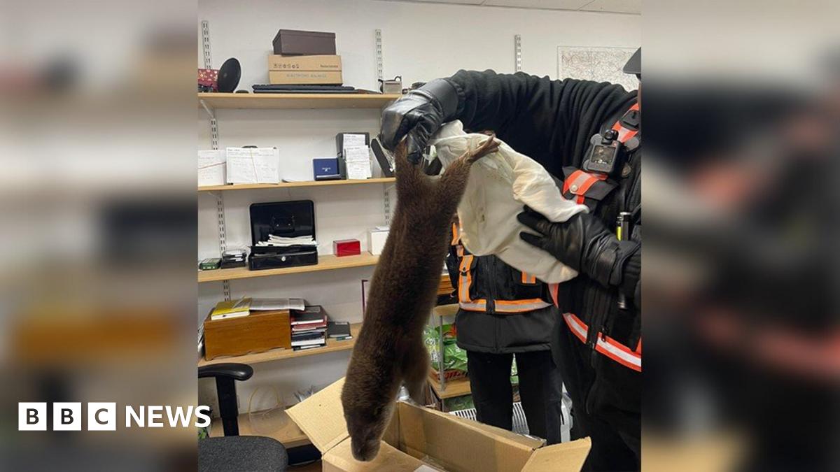 Otter has a potter in Shrewsbury town centre - BBC News