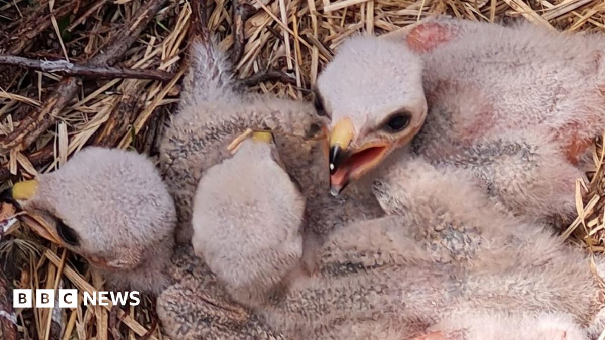 Hen harriers fledge in record numbers in northern England - BBC News