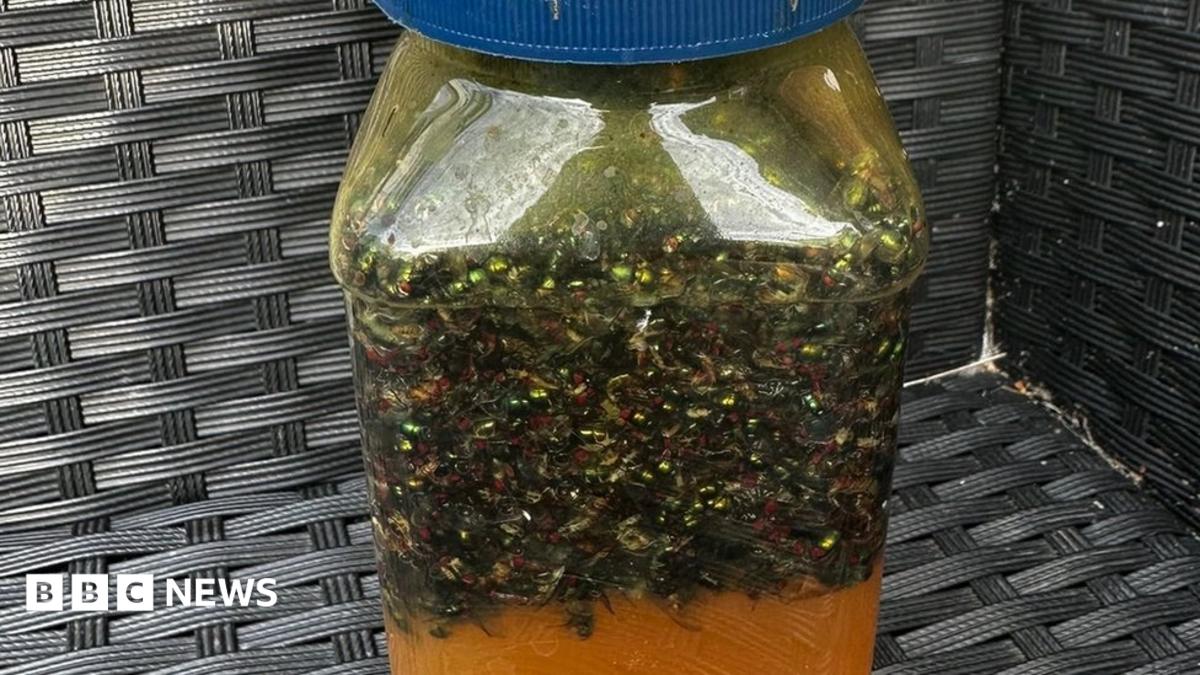 Swarms of flies plague homes in village for years - BBC News