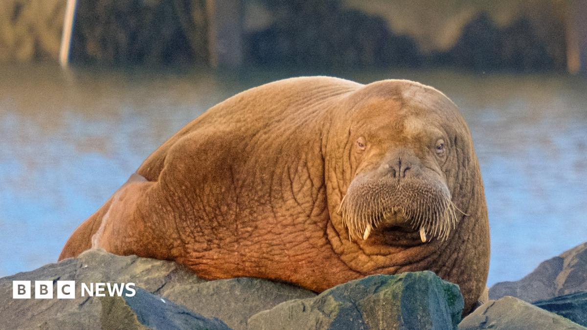 Seahouses walrus lured to Northumberland by food, say experts - BBC News