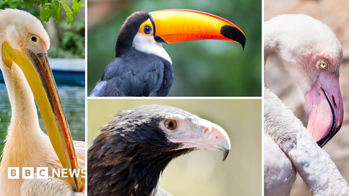 How birds of a feather evolved together - BBC News