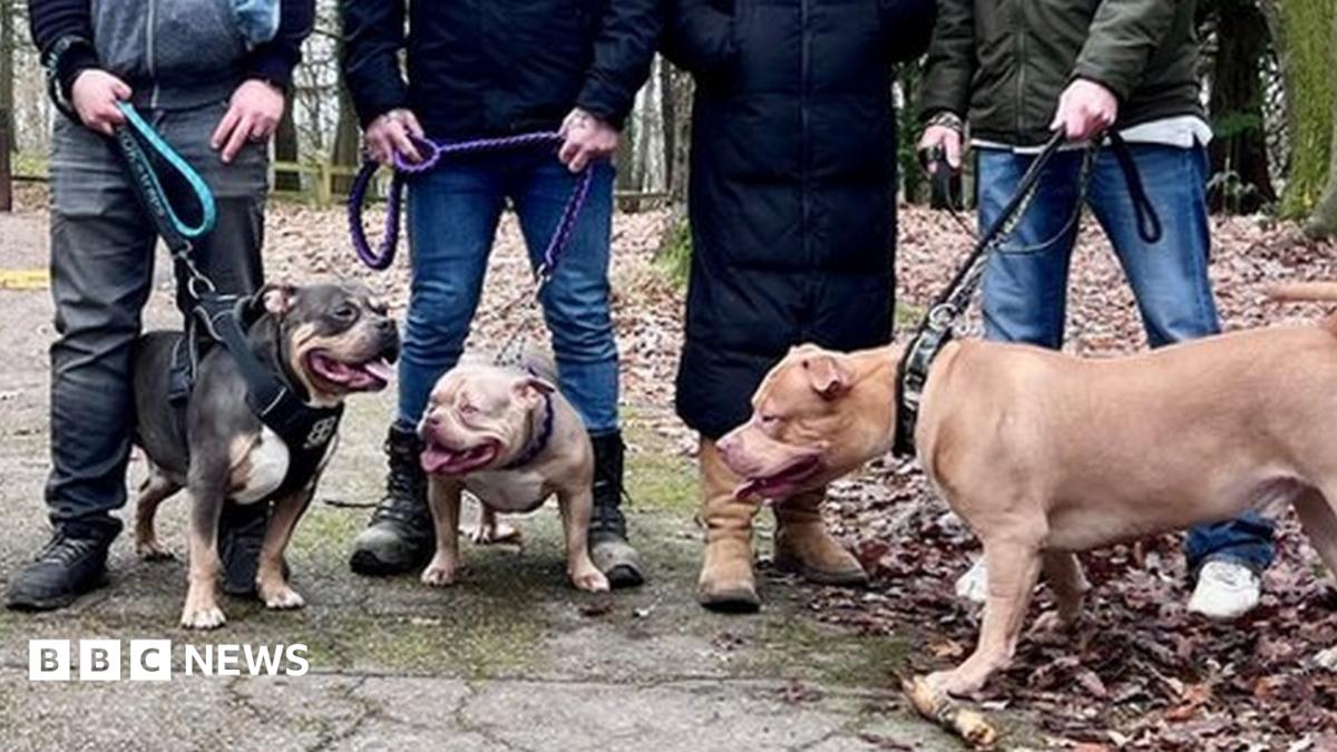 Crawley: Bully XL owners take dogs on protest walk before ban - BBC News
