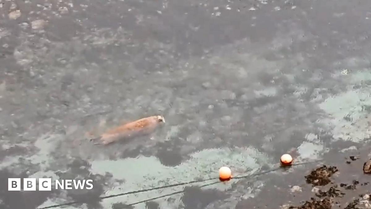 Arctic walrus 'Wally' spotted off Sutherland coast - BBC News