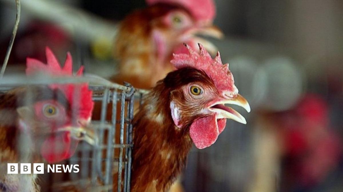 Poultry-litter waste: Stormont lends more than £7m to plant near ...