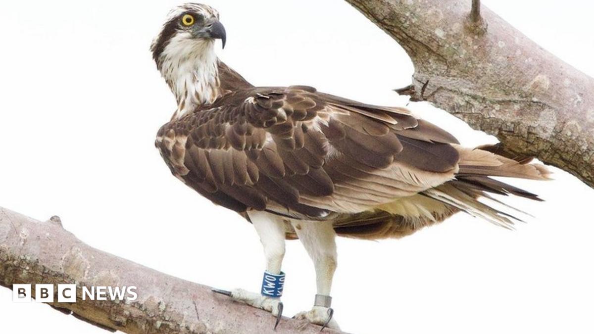 Osprey chick migrates 4,000 miles from Scotland to Barbados - BBC News