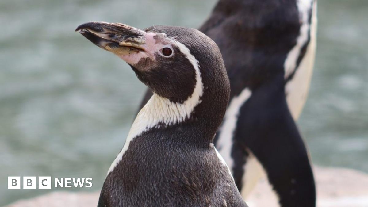 Cornwall penguin: The 'oldest Humboldt in Europe' turns 36 - BBC News