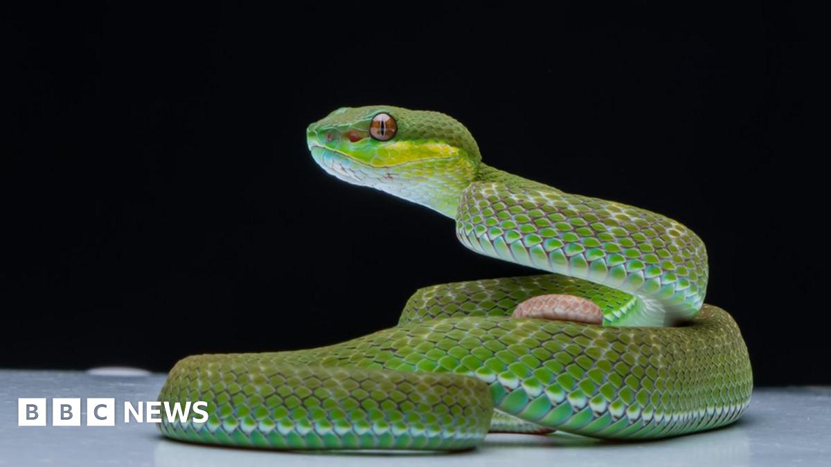 Australia: Scientists find clitorises on female snakes - BBC News