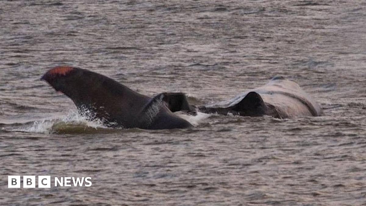 Whale stranded off Norfolk coast near Hunstanton - BBC News