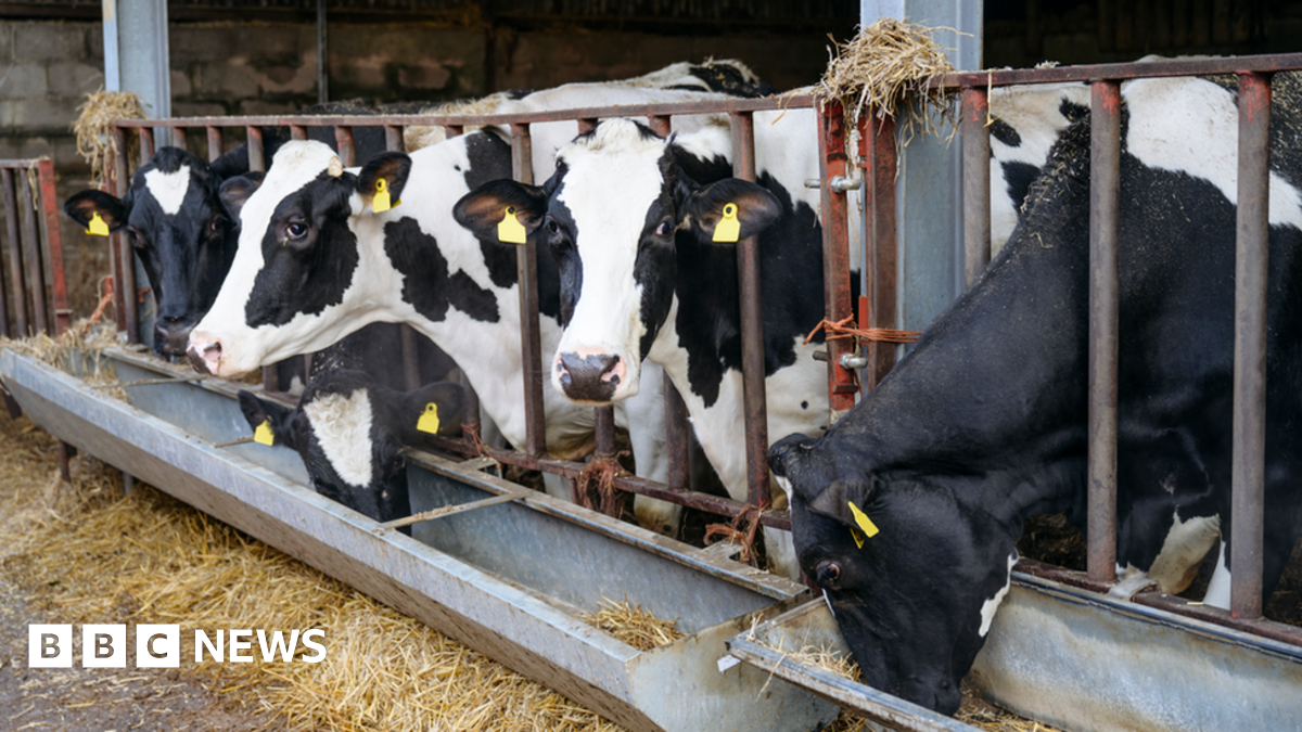 Bluetongue: Restrictions after virus found in cattle on Kent farms ...