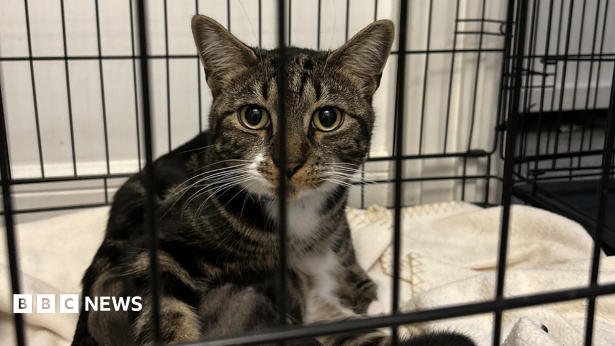 Oxfordshire villagers report missing cats returning injured to police ...