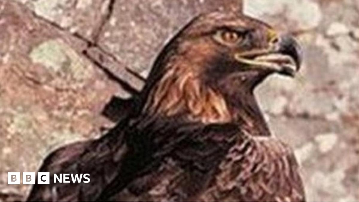 England's only resident golden eagle 'feared dead' - BBC News