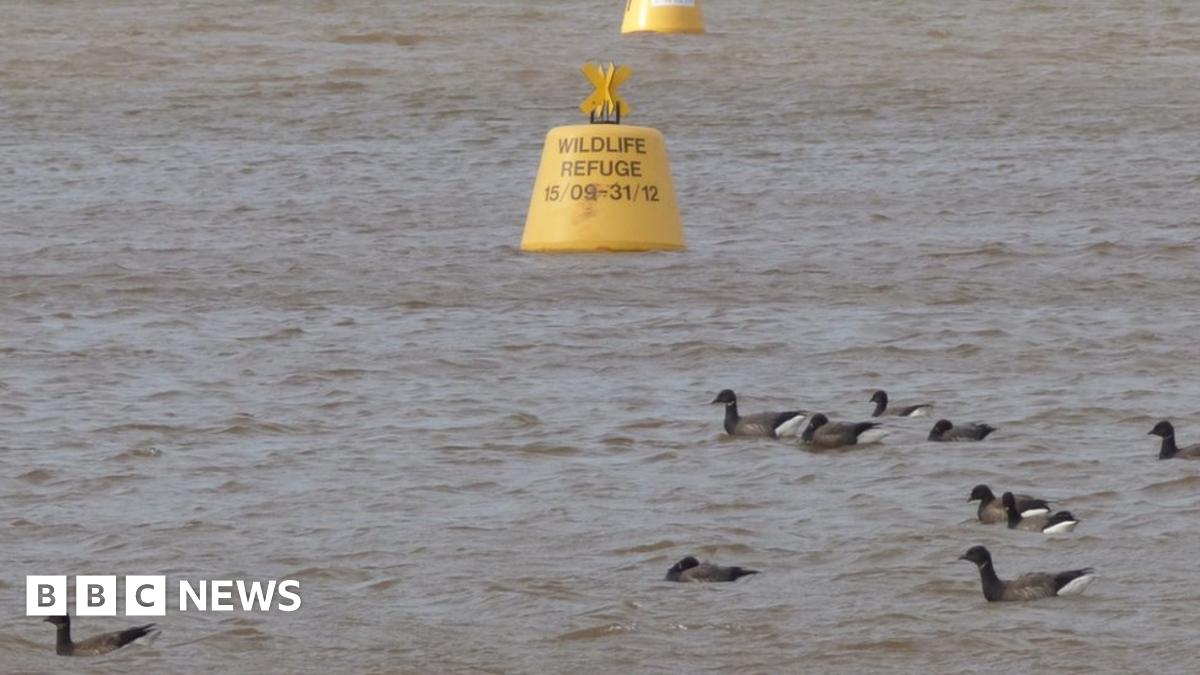 Exe Estuary protection zones proving a success for birds, say experts ...
