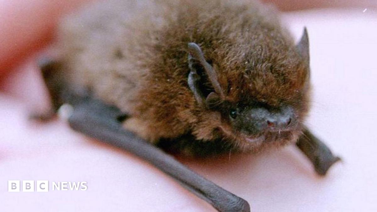 Volunteers sought for Scottish bat survey - BBC News