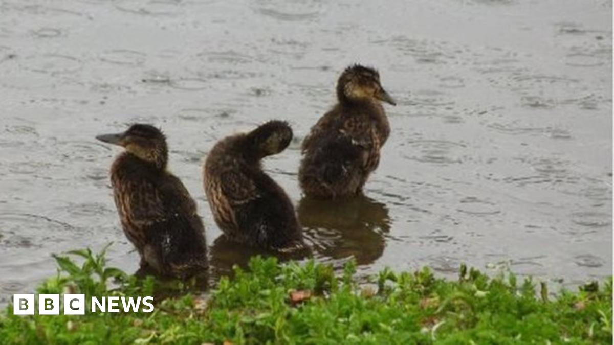 A soggy start to the summer leads to wet weather jokes online - BBC News