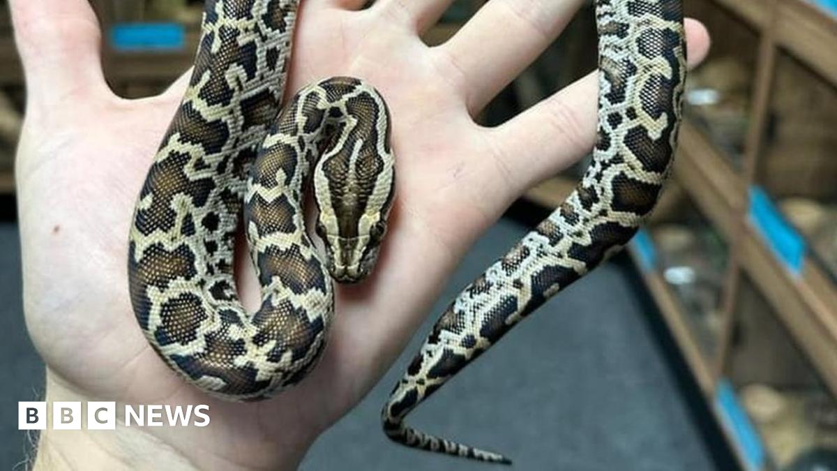Burmese Python stolen from pet shop in 'brazen' theft - BBC News