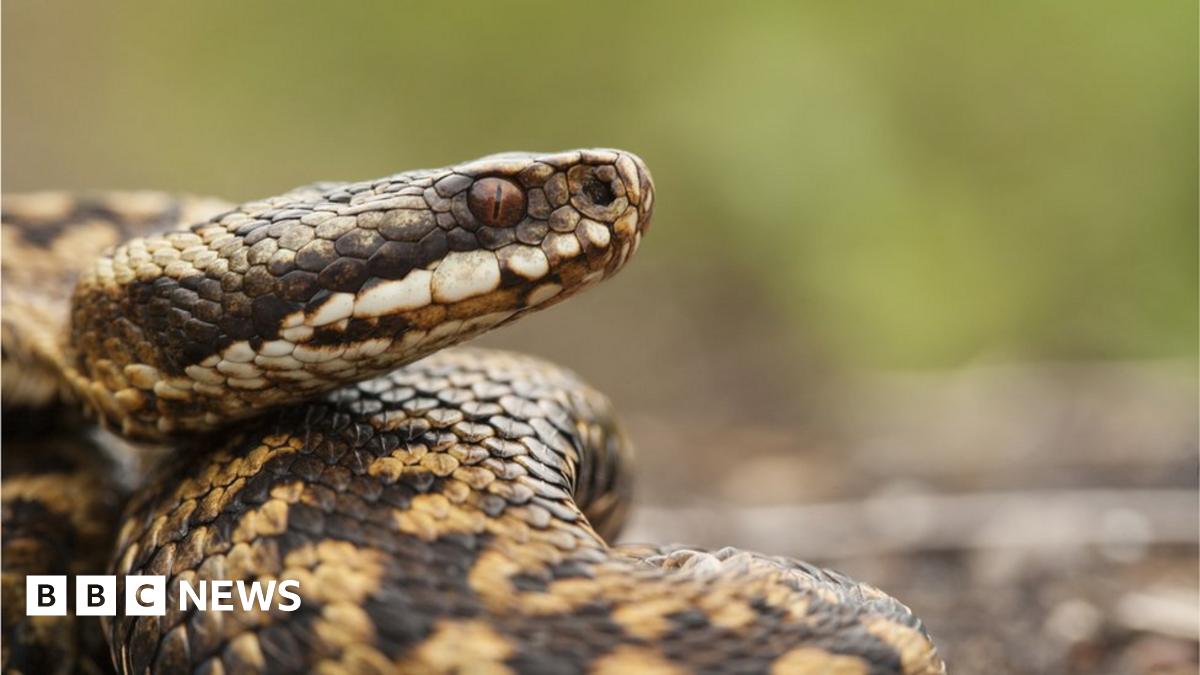'Several cases' of adder bites in north Wales - BBC News