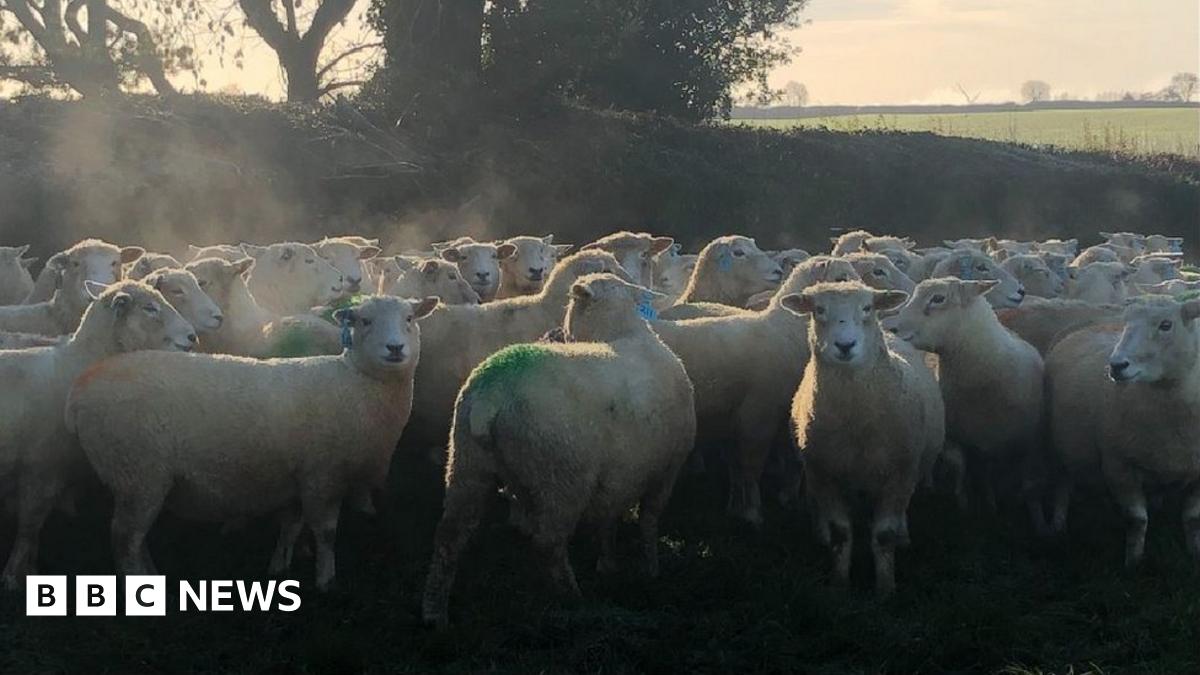 Sheep farmer proud to win sustainability award - BBC News